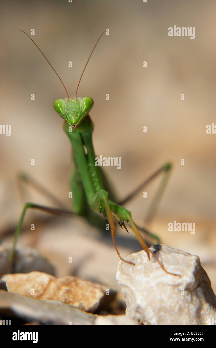 Mantis claws hi-res stock photography and images - Alamy
