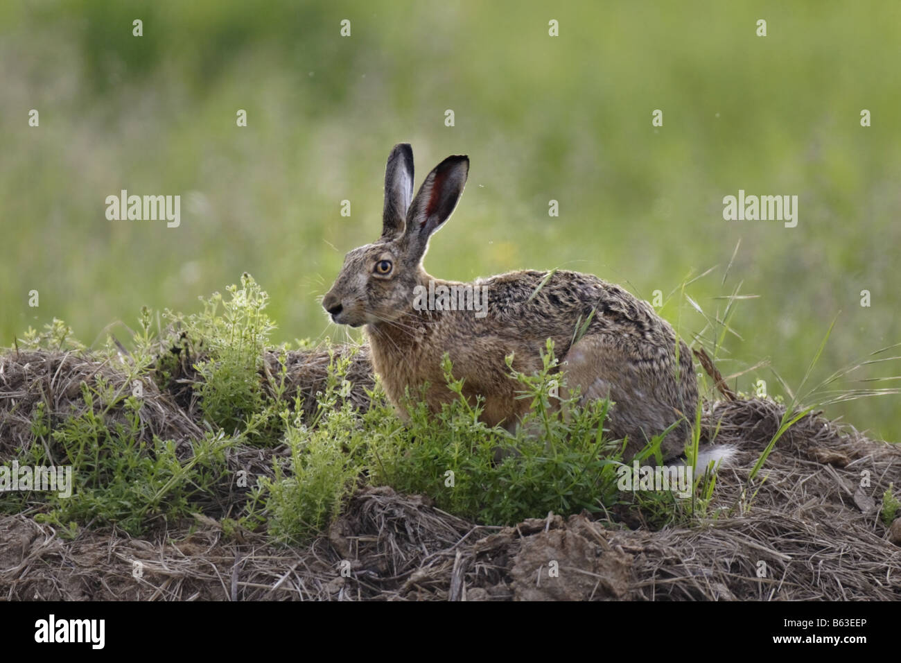Hase Feldhase lepus europaeus hare rabbit Stock Photo - Alamy