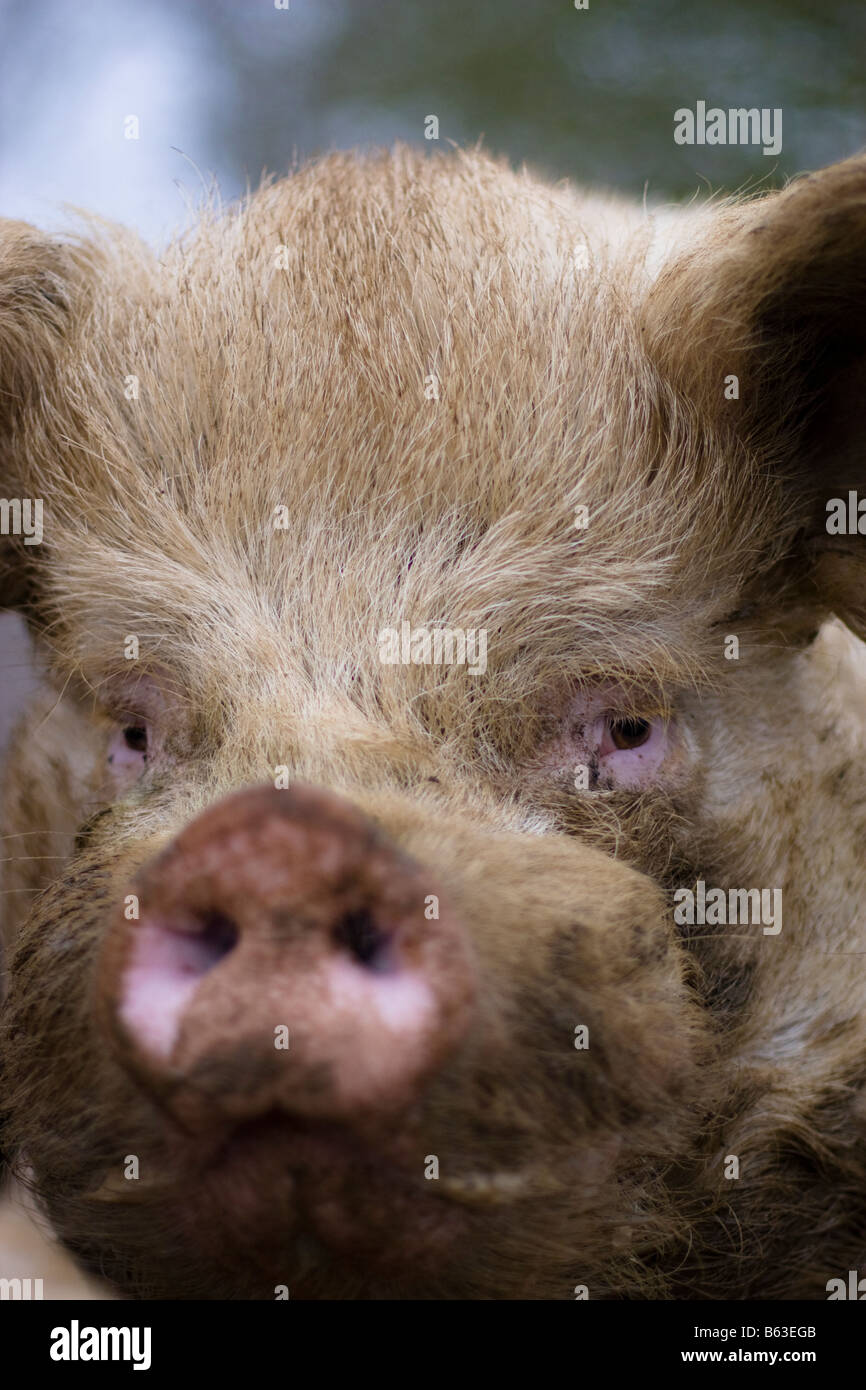 Boar breed hi-res stock photography and images - Alamy