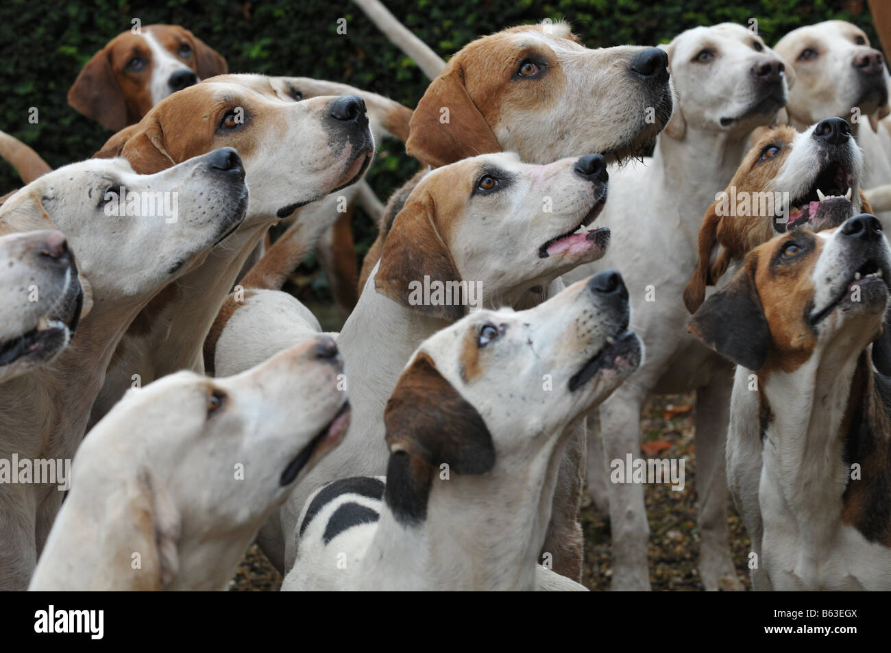 Fox hunt chase hi-res stock photography and images - Alamy