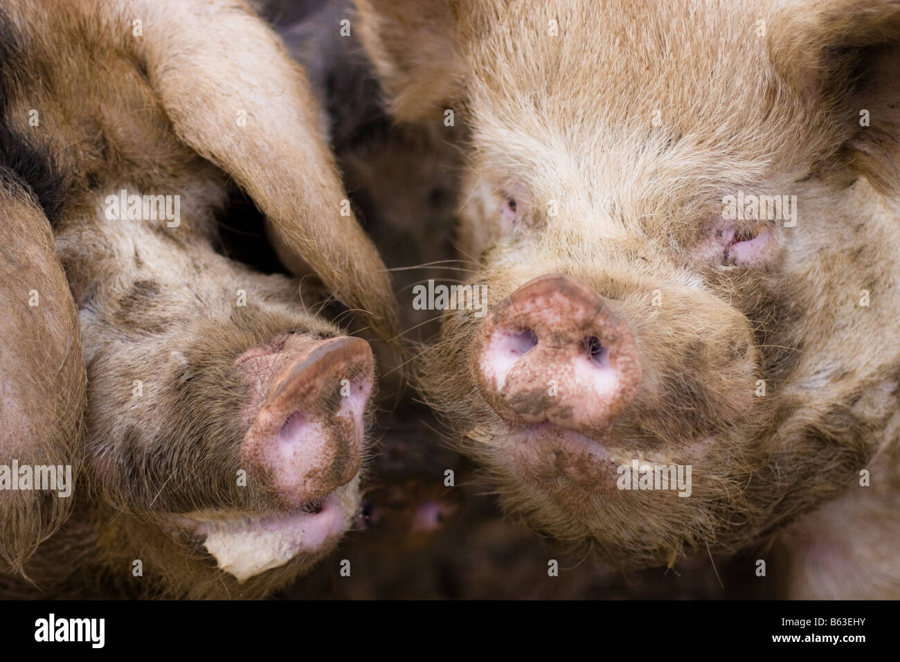 2 Old Boars Stock Photo - Alamy