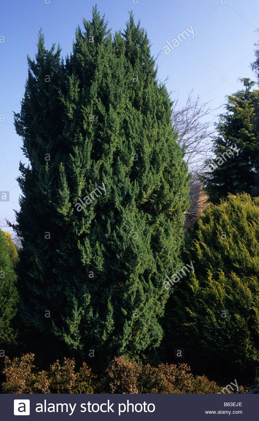Chinese Juniper Juniperus Chinensis Stock Photos & Chinese Juniper ...