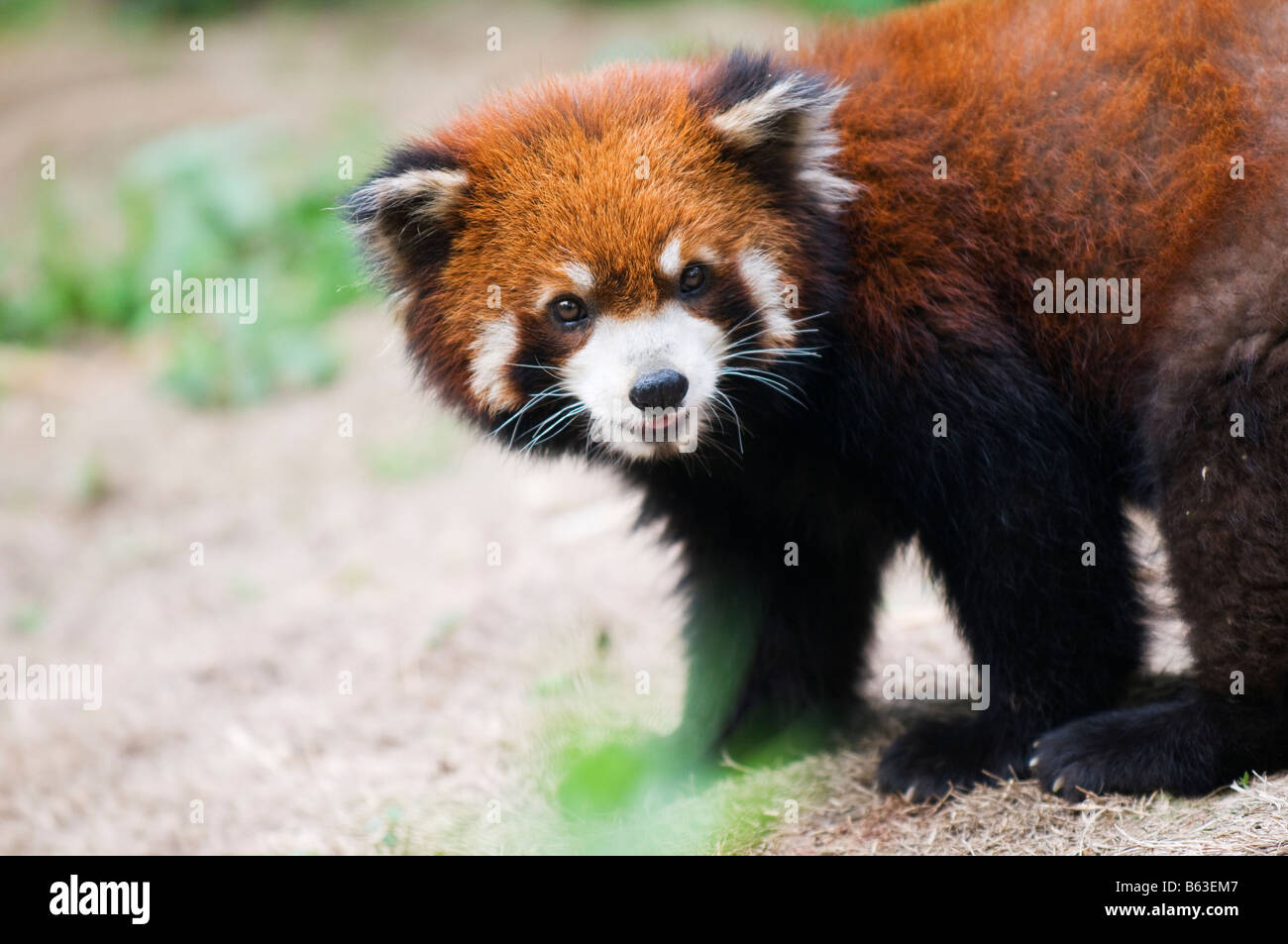 China Sichuan Panda Reserve Unesco World Heritage site Stock Photo - Alamy