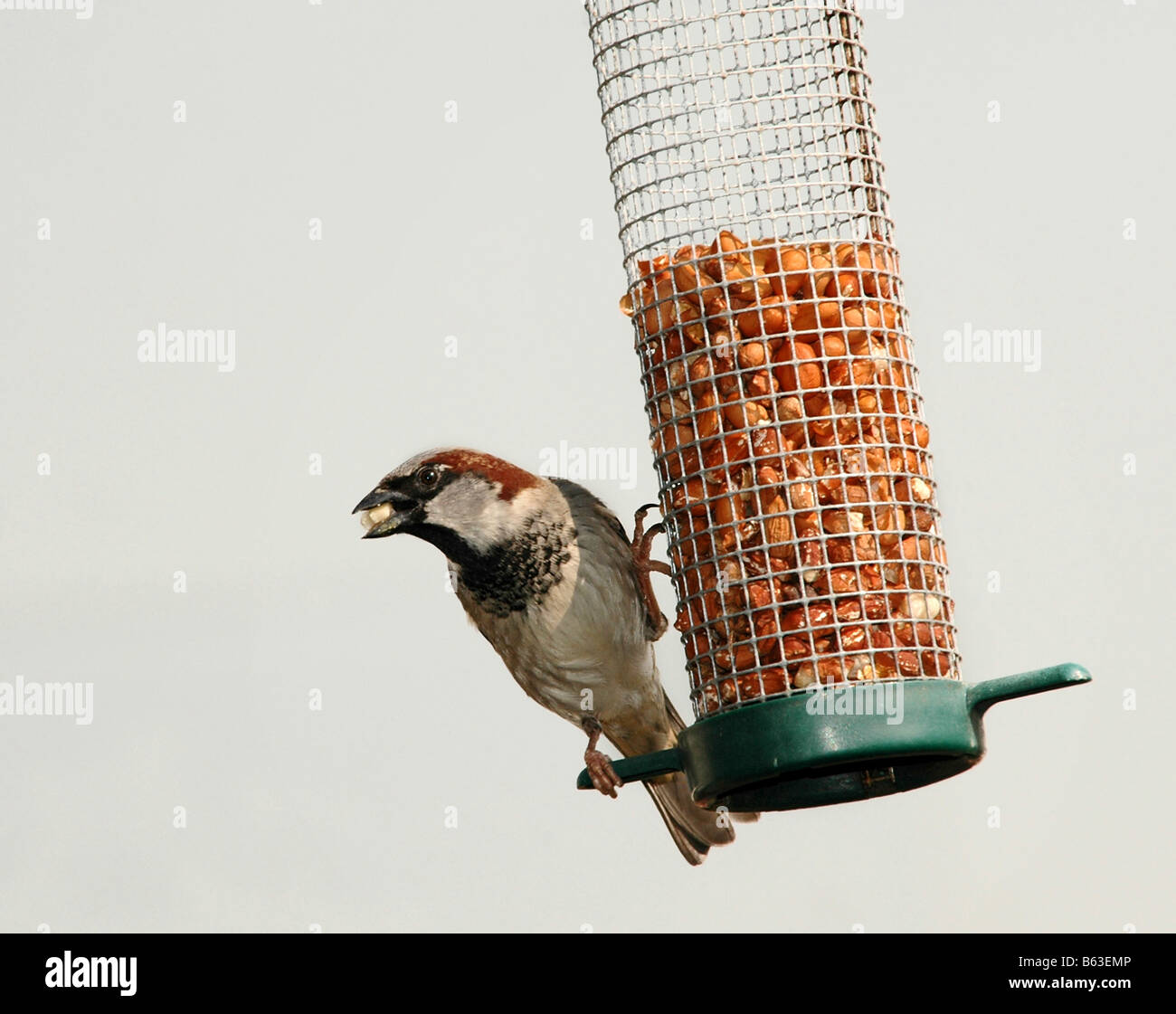 A house sparrow eats nuts from a garden bird feeder Stock Photo - Alamy