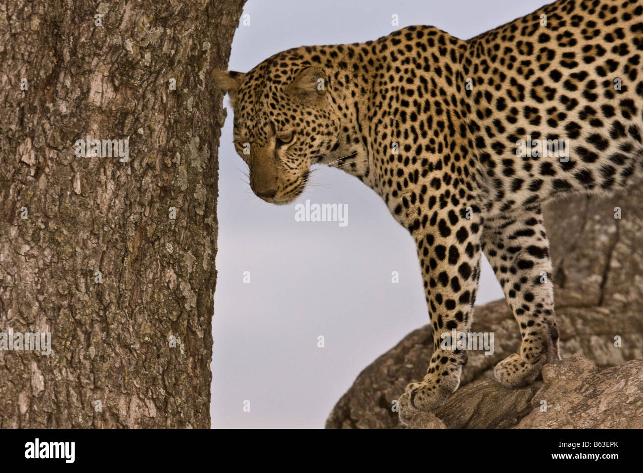 A leopard climbing down from a tree Stock Photo - Alamy