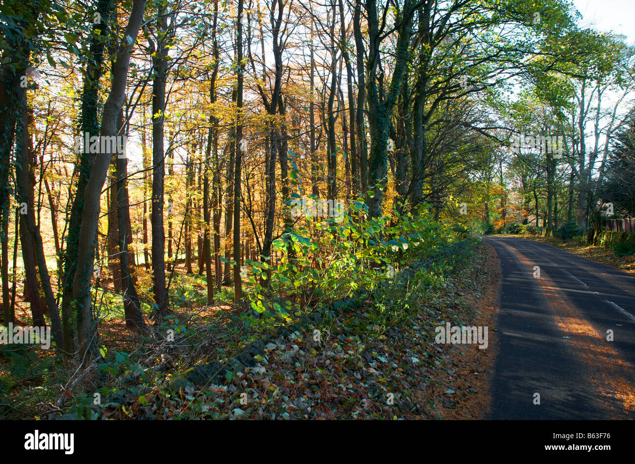 The road to Pateley Bridge in fall colors, with sunlight in between the ...