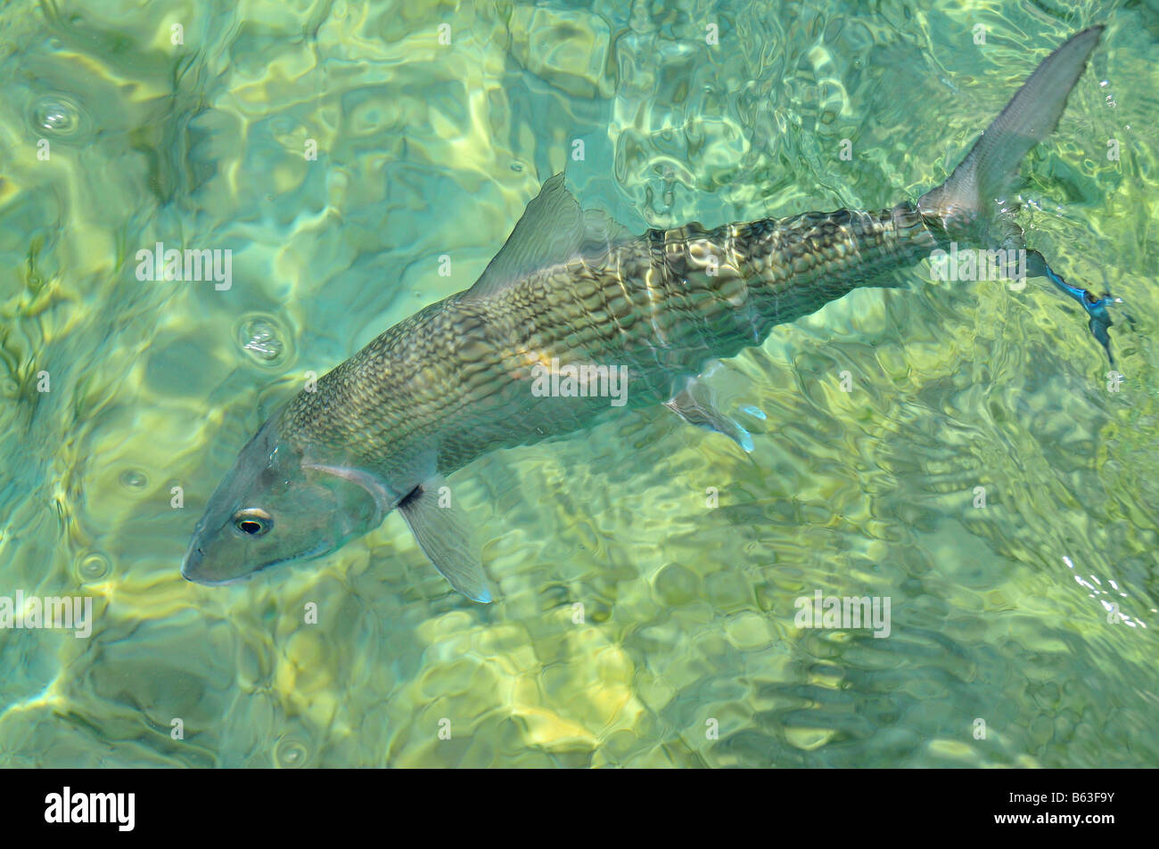 Tailing Bonefish