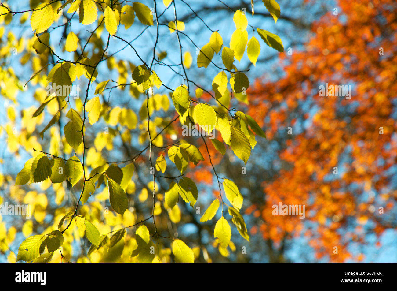 sunshine giving a glow on fall leaves Stock Photo - Alamy