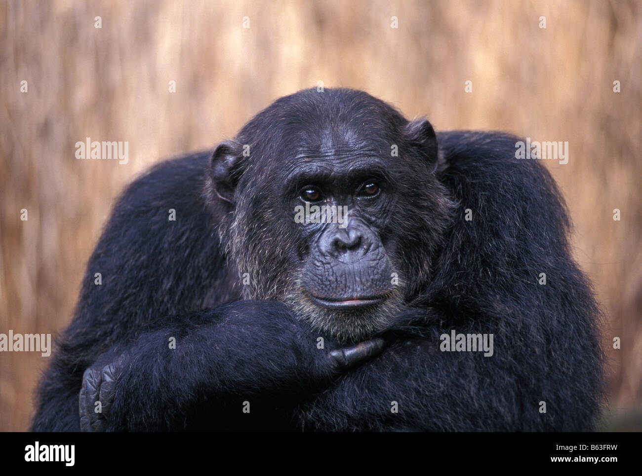 large chimpanzee sitting on ground Stock Photo - Alamy