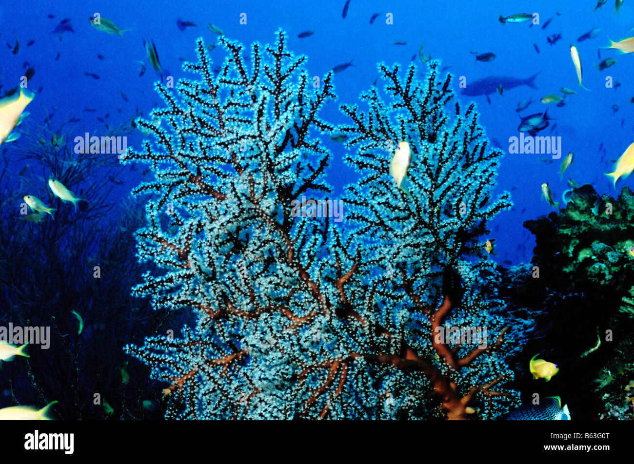Alcyonaria hi-res stock photography and images - Alamy