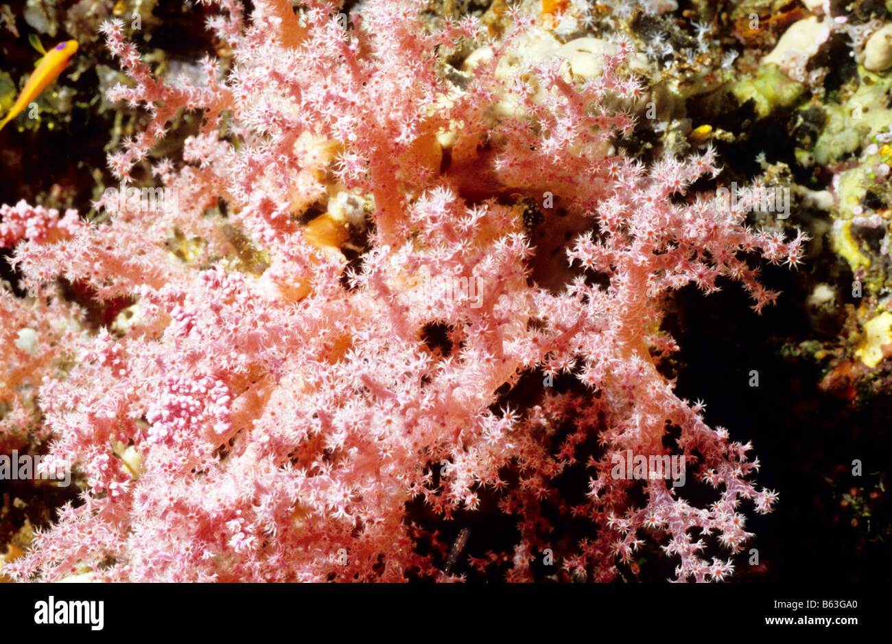 Alcyonaria hi-res stock photography and images - Alamy