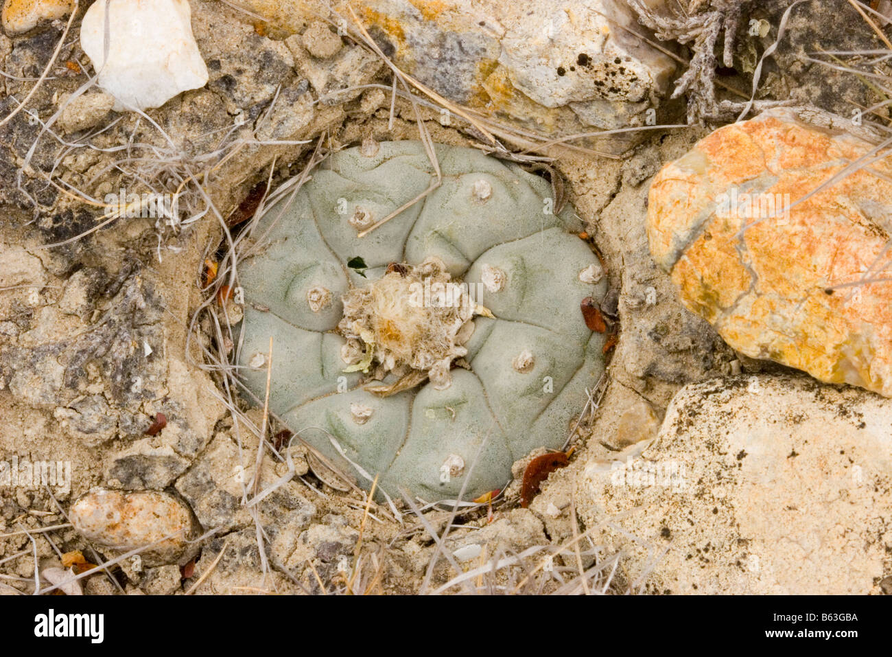 Peyote cactus hi-res stock photography and images - Alamy