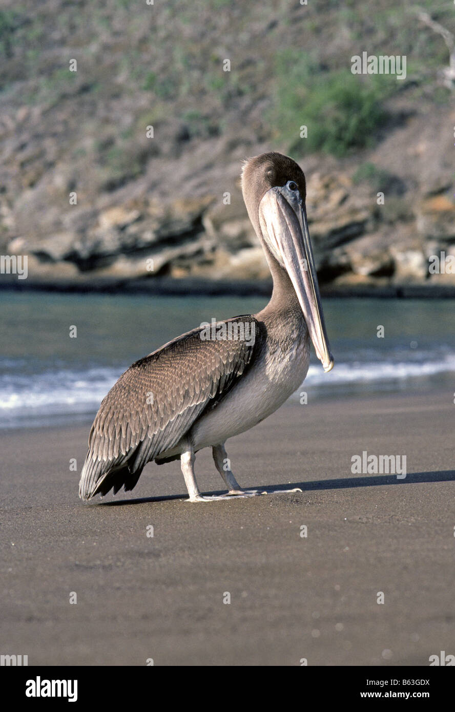 Portrait of a brown pelican Pelecanus occidentalis rare and endangered ...