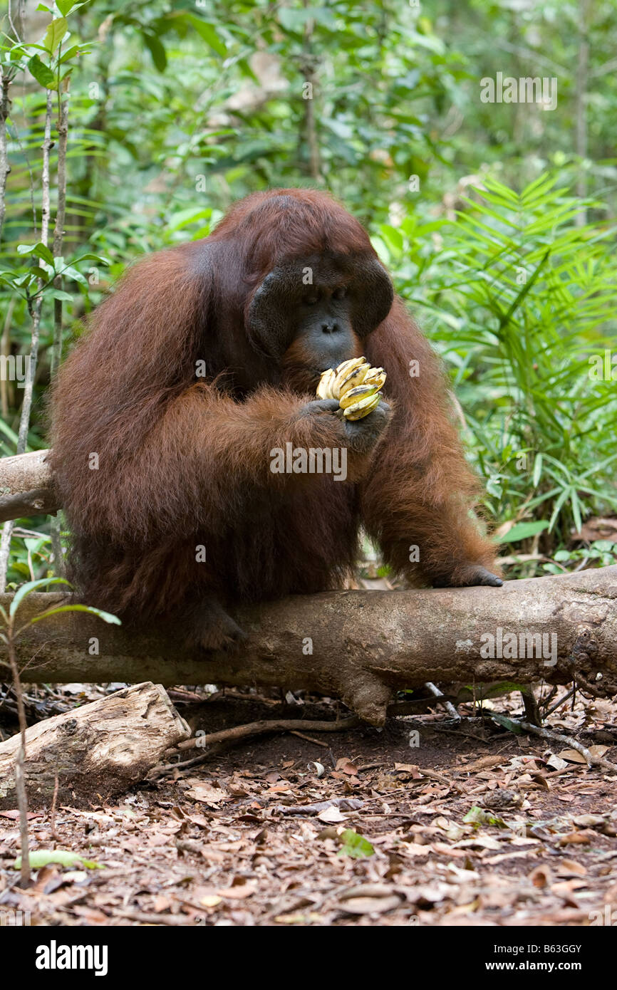 Male orangutan [Pongo pygmaeus] eating banana´s in Tanjung Puting NP ...