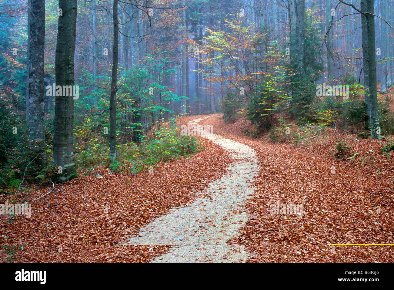 Nature park bavarian forest hi-res stock photography and images - Alamy
