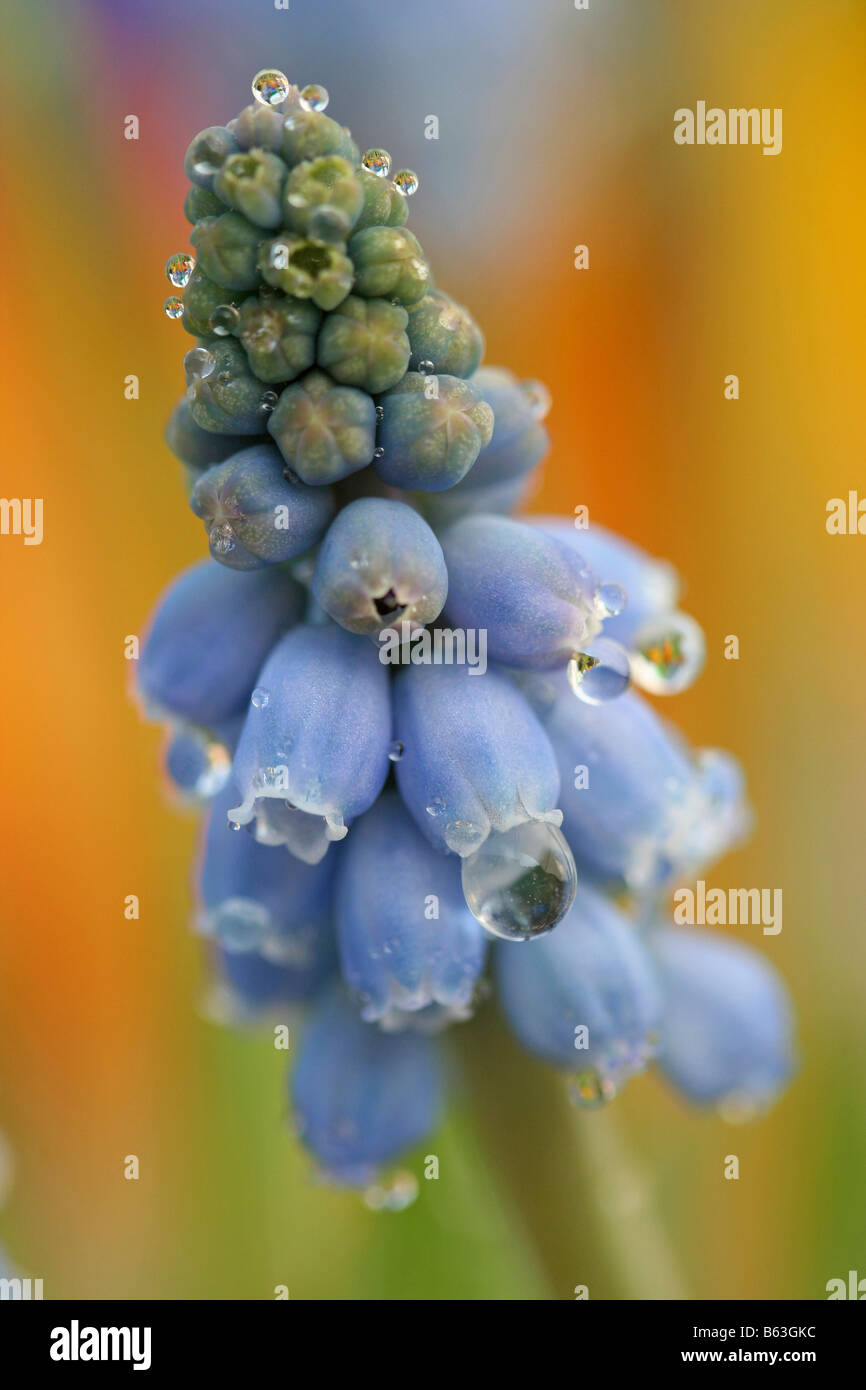Grape hyacinth Muscari hybr Stock Photo - Alamy