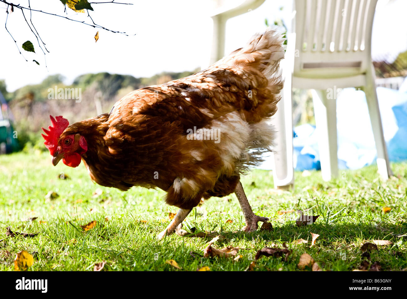 A free range hen strutting around the garden Stock Photo - Alamy
