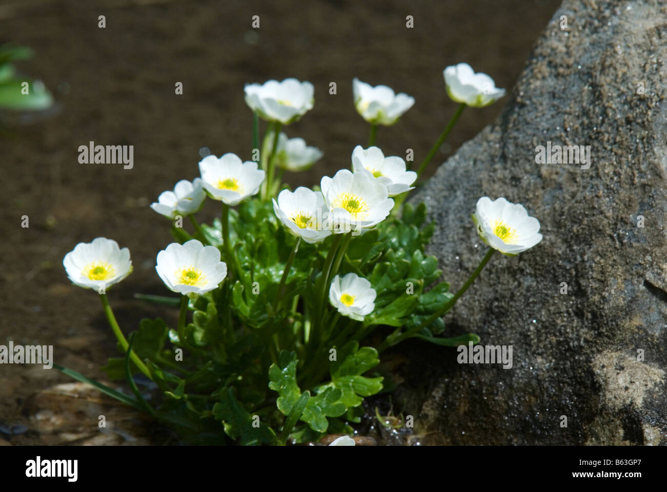 Alpine Buttercup (Ranunculus alpestris), flowering plant Stock Photo ...