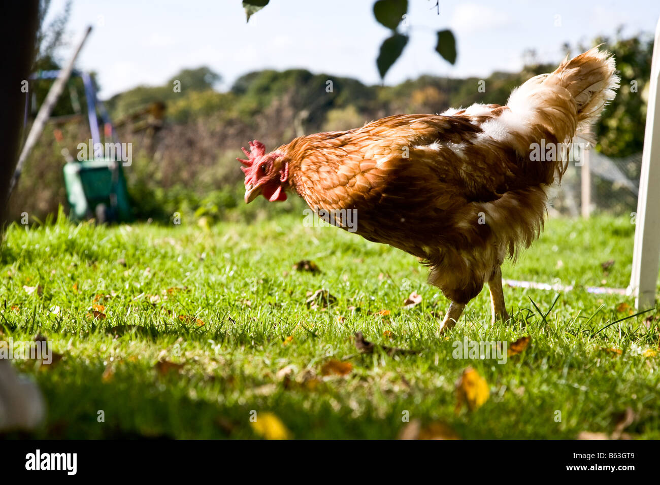A free range hen strutting around the garden Stock Photo - Alamy