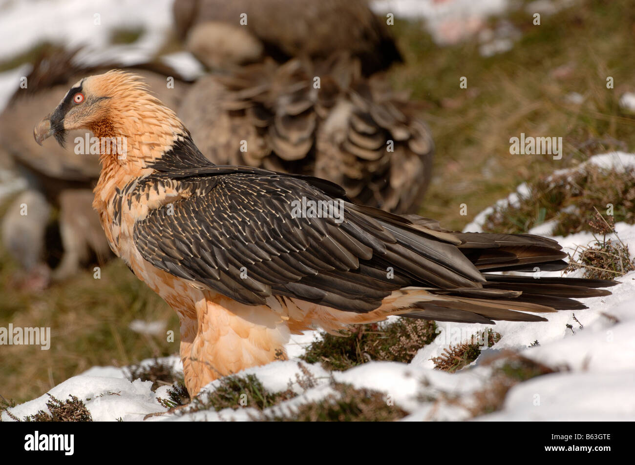 Bearded Vulture or Lammergeier Gypaetus barbatus Adult Photographed in ...