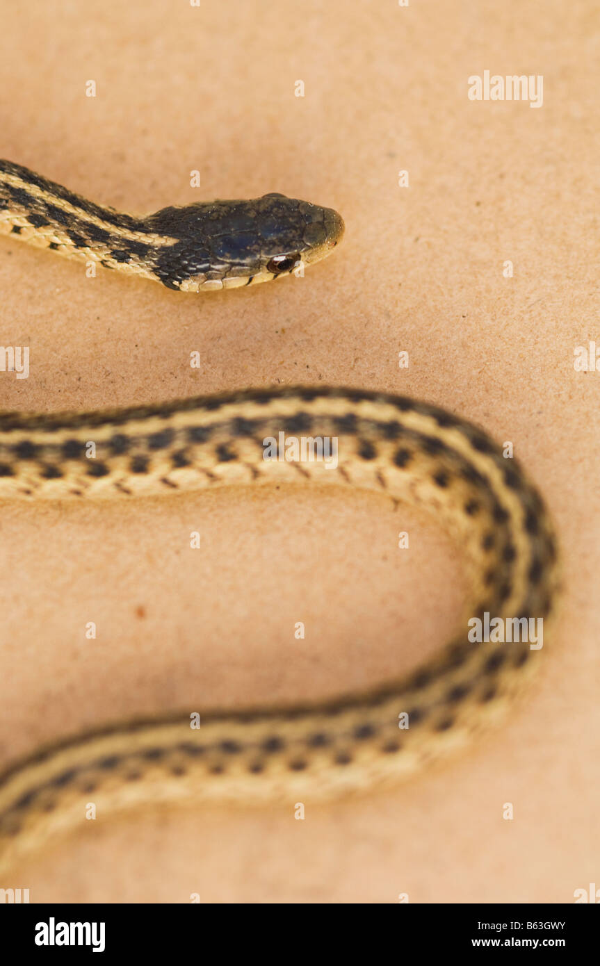 The common eastern garter snake, Thamnophis sirtalis are common across ...
