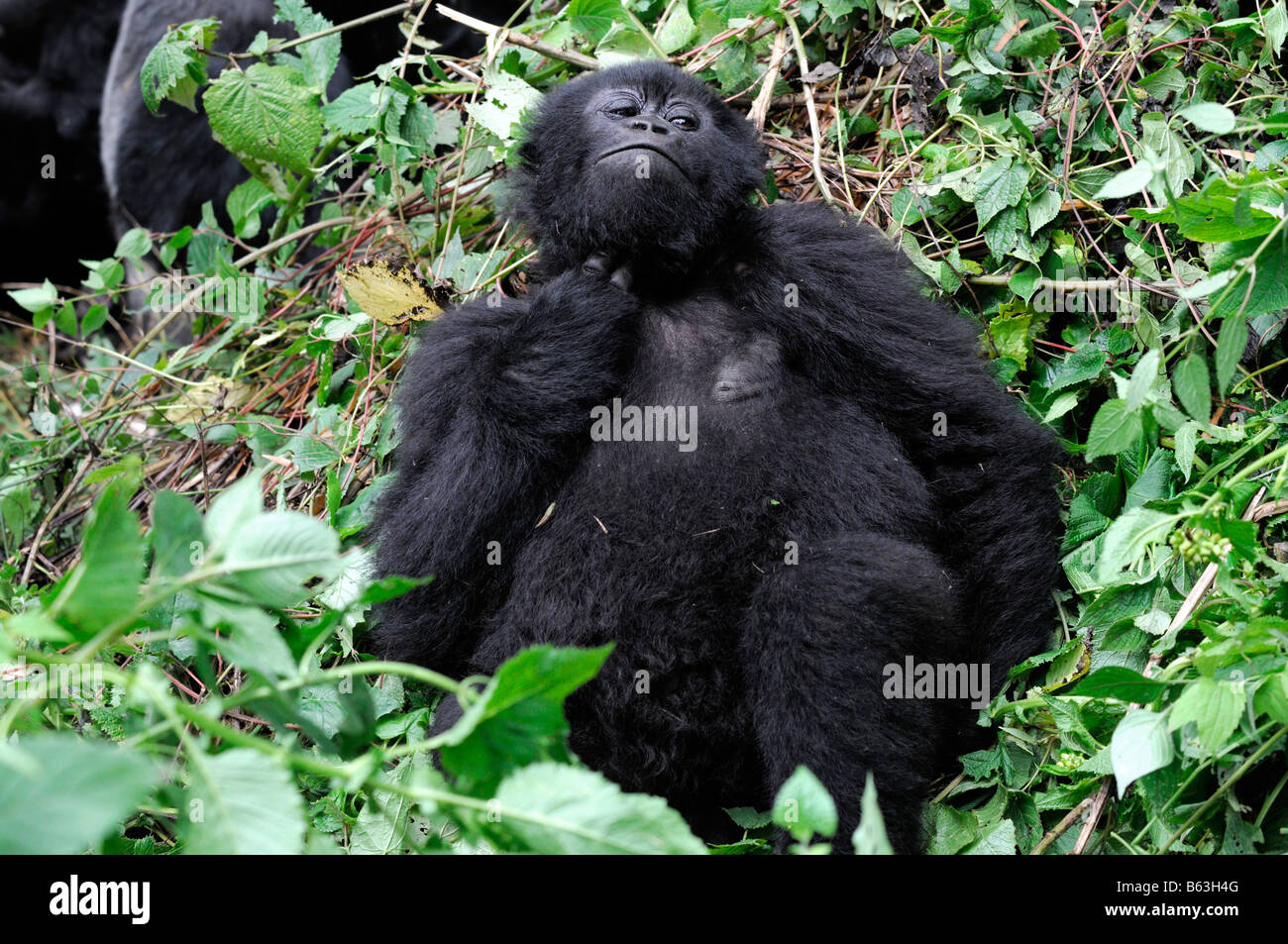Gorilla Of Rwanda High Resolution Stock Photography and Images - Alamy