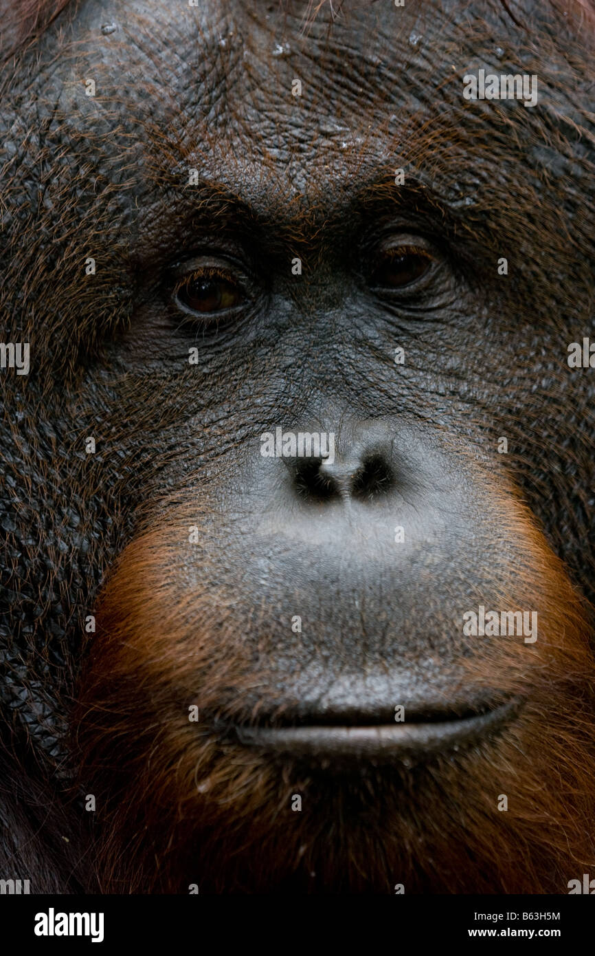 Orangutan face male old hi-res stock photography and images - Alamy
