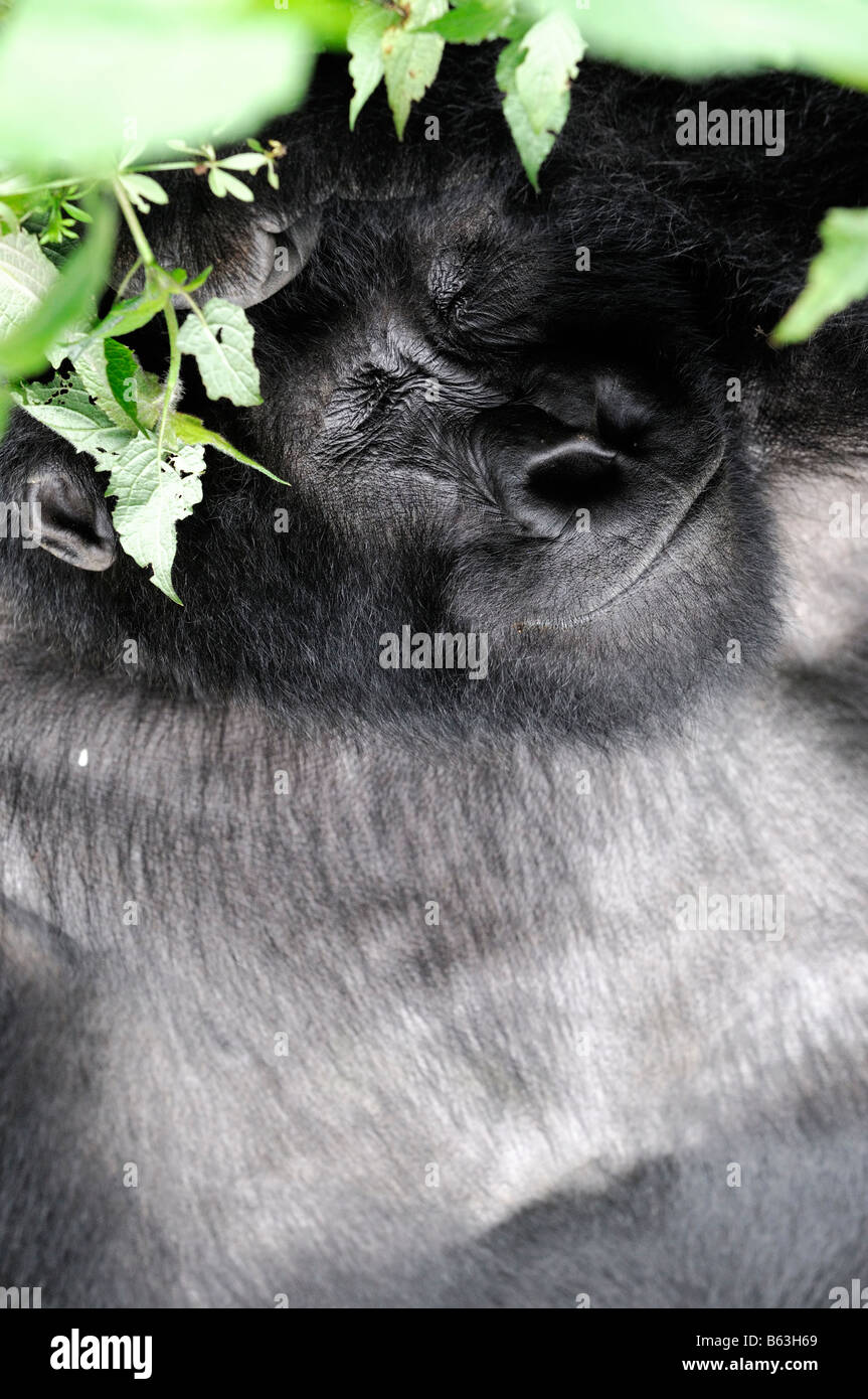 Mountain Gorilla Gorilla Beringei asleep sleep sleeping rest resting in ...