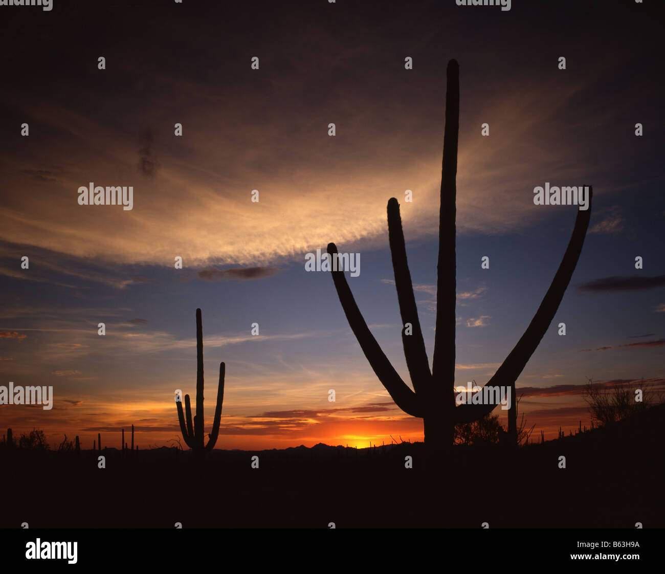 Sunset in desert cactus hi-res stock photography and images - Alamy