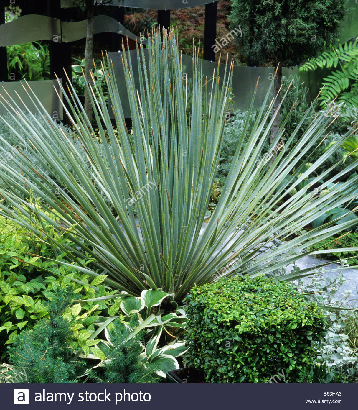 Dasylirion Stock Photos & Dasylirion Stock Images - Alamy