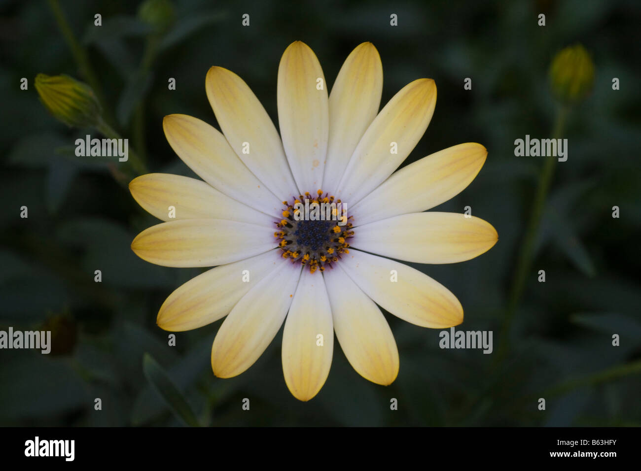 Single yellow and white Cape Daisy flower Stock Photo - Alamy