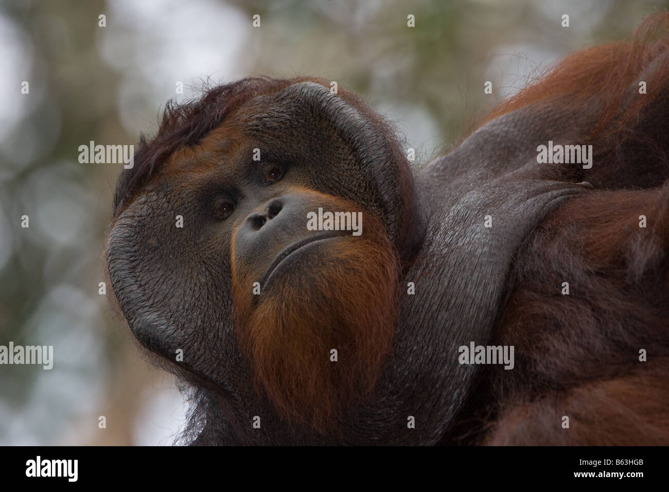 Orangutan face male old hi-res stock photography and images - Alamy