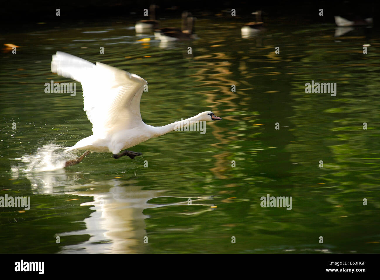 Mute swan takeoff hi-res stock photography and images - Alamy