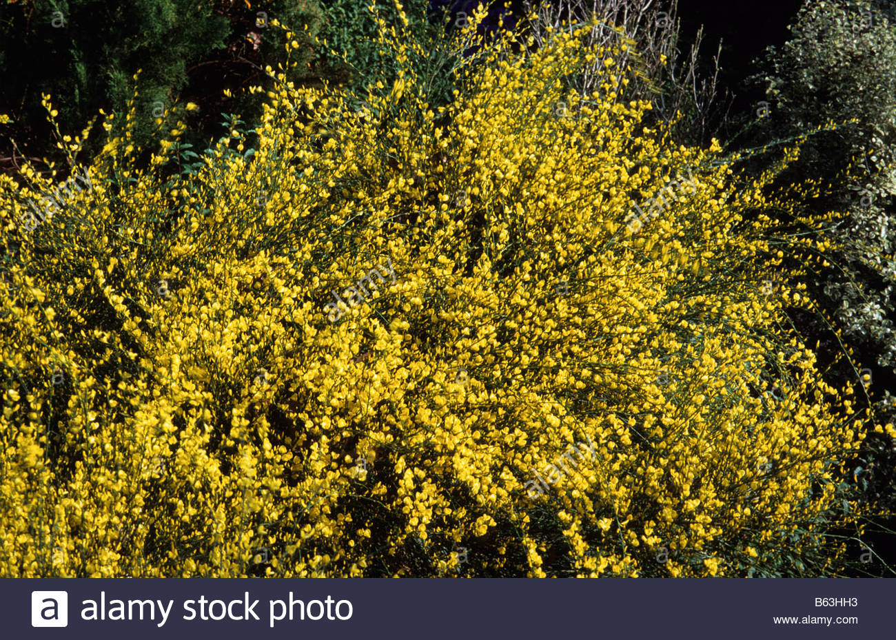 Cytisus X Praecox Stock Photos & Cytisus X Praecox Stock Images - Alamy