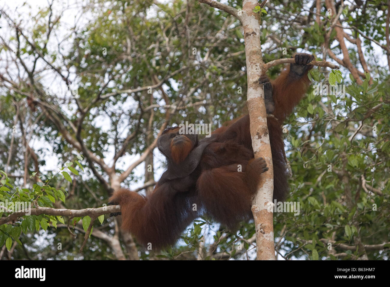 Male orangutan [Pongo pygmaeus] in a tree in Tanjung Puting NP Borneo ...