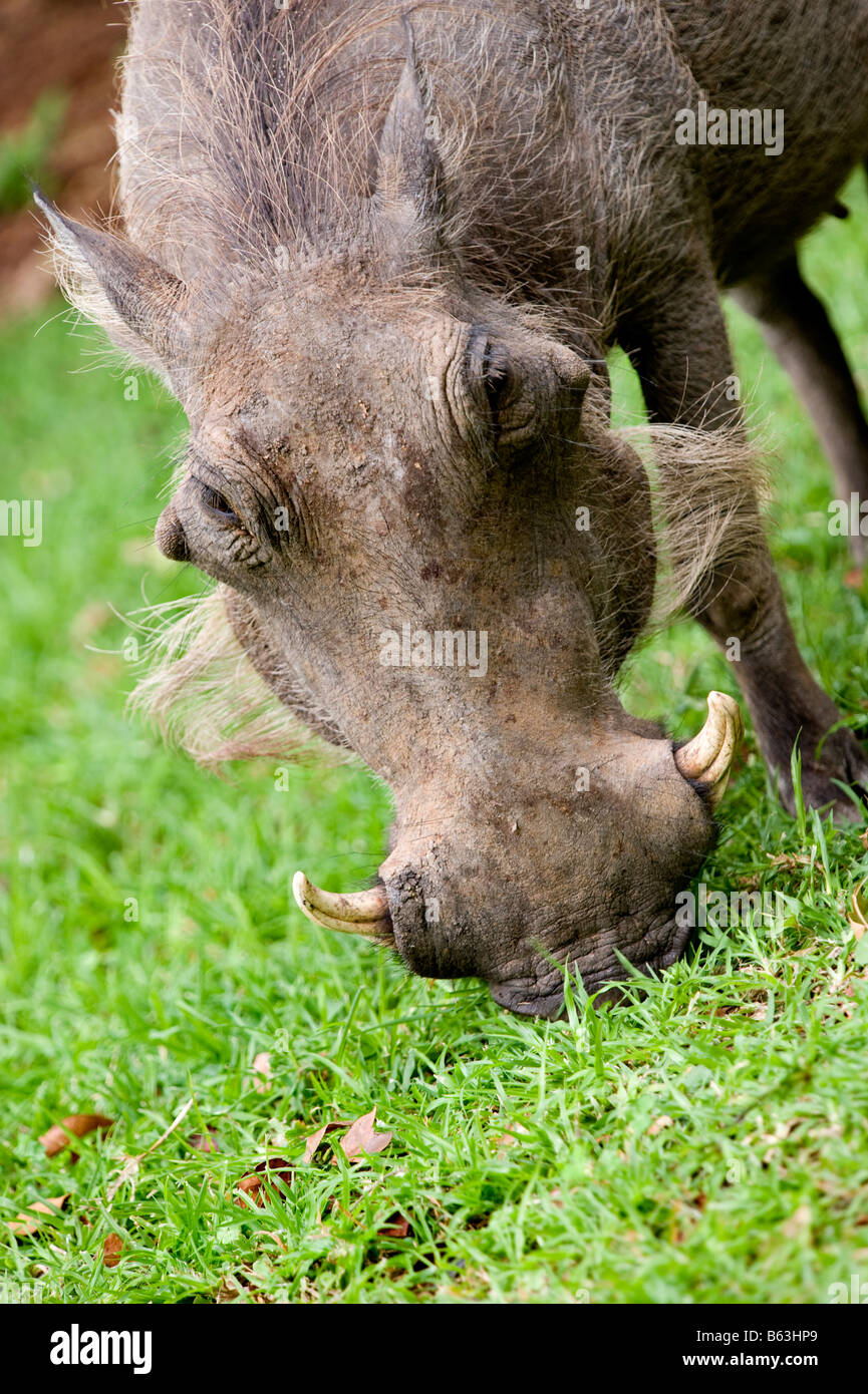 grazing wart hog Stock Photo - Alamy