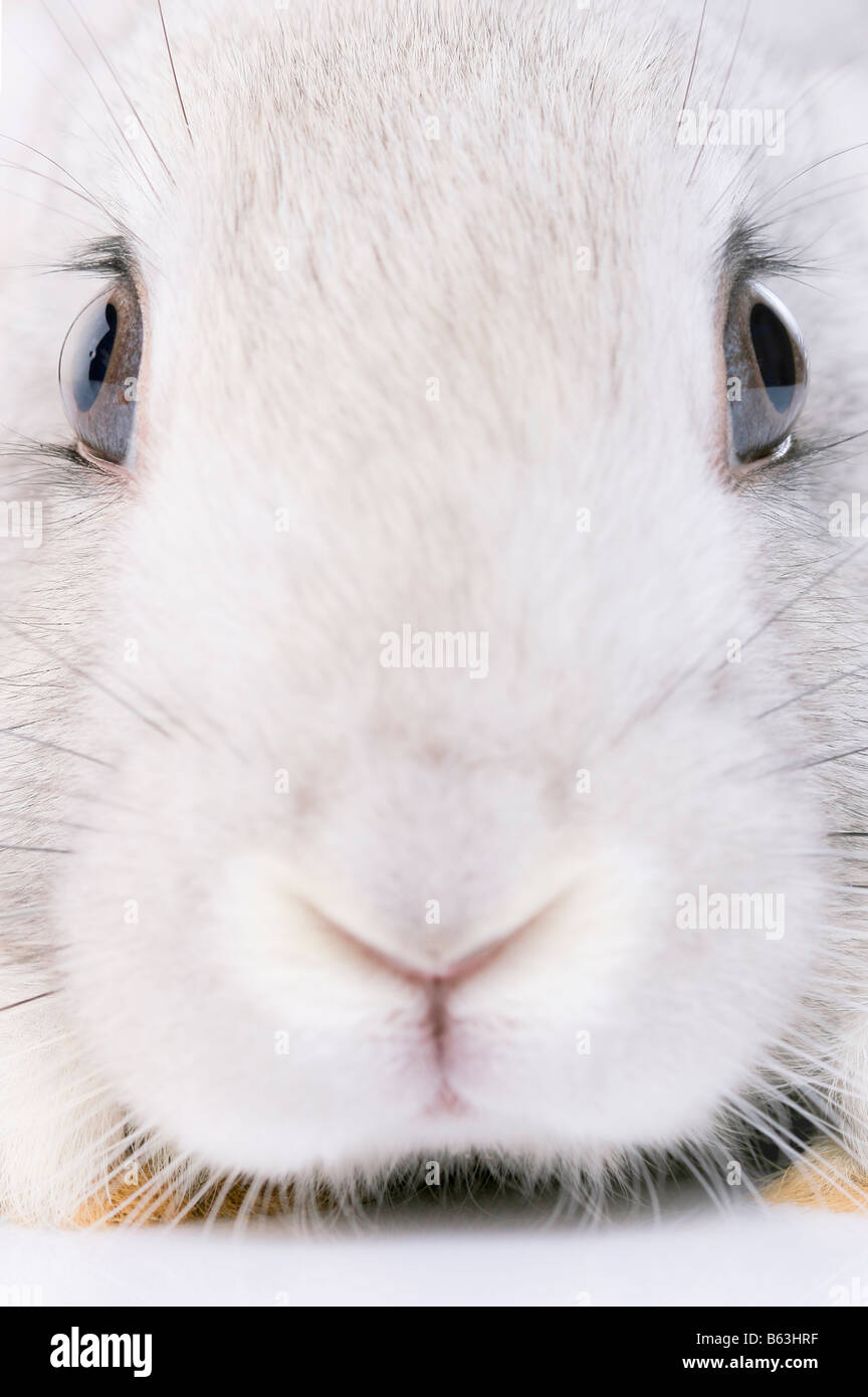 rabbit isolated on white background Stock Photo - Alamy