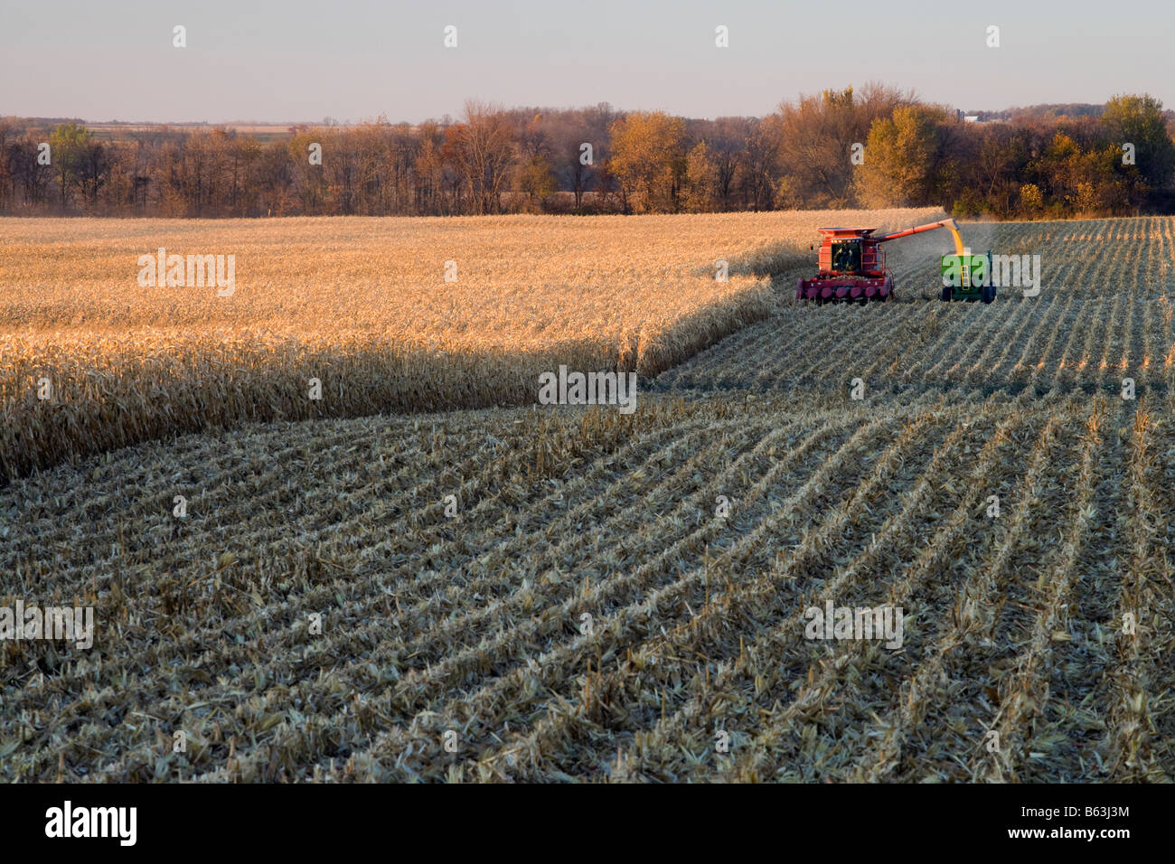Harvesting corn hi-res stock photography and images - Alamy