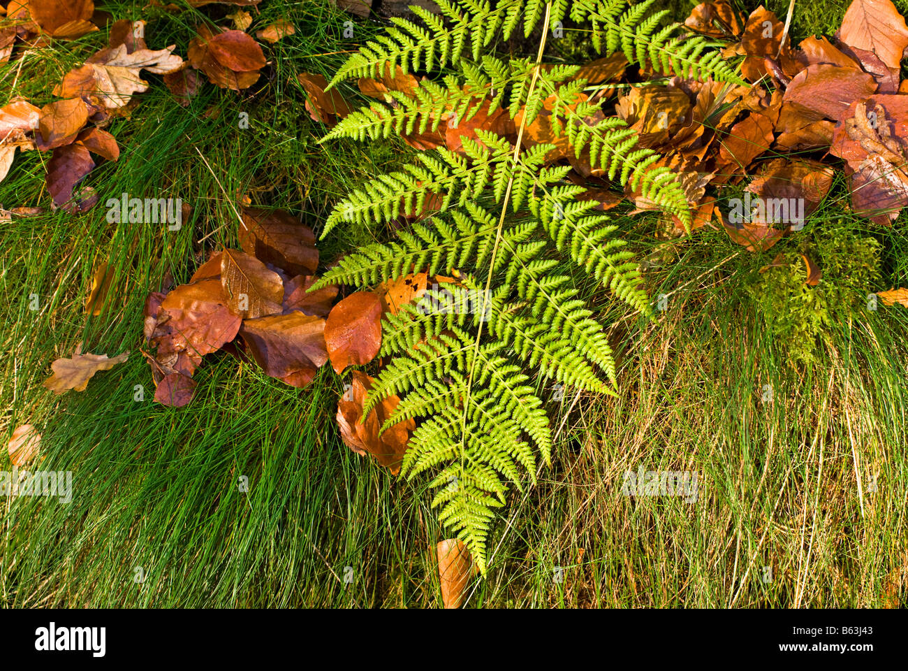 Fern, grasses and Autumn leaves Stock Photo - Alamy