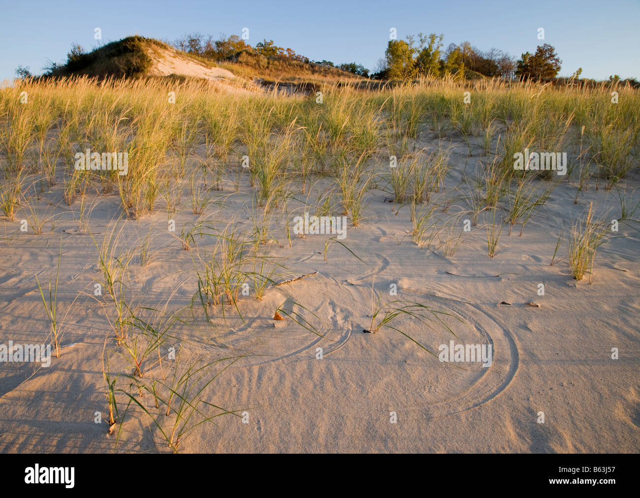 pattern in sand from wind blown grasses, Indiana Dunes State Park ...