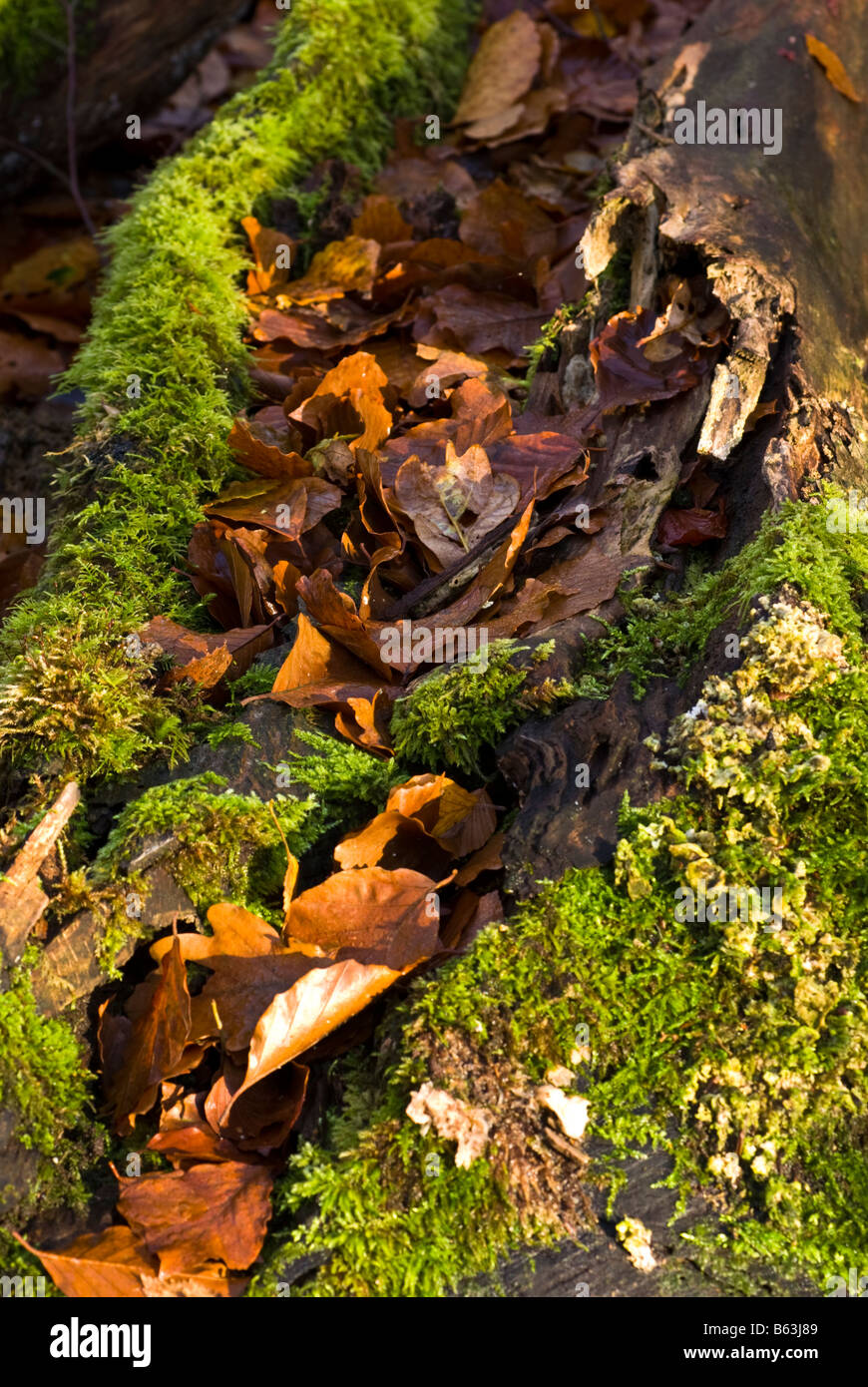 Autumn leaves in tree branch Stock Photo - Alamy