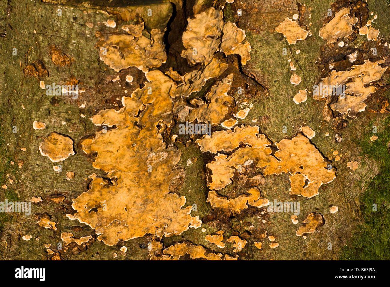 Fungus on tree trunk Stock Photo - Alamy