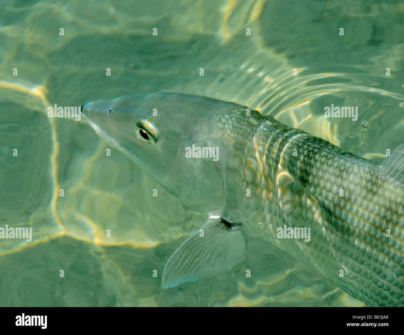 A Caribbean bonefish often feed on crabs and shrimp in the shallow ...