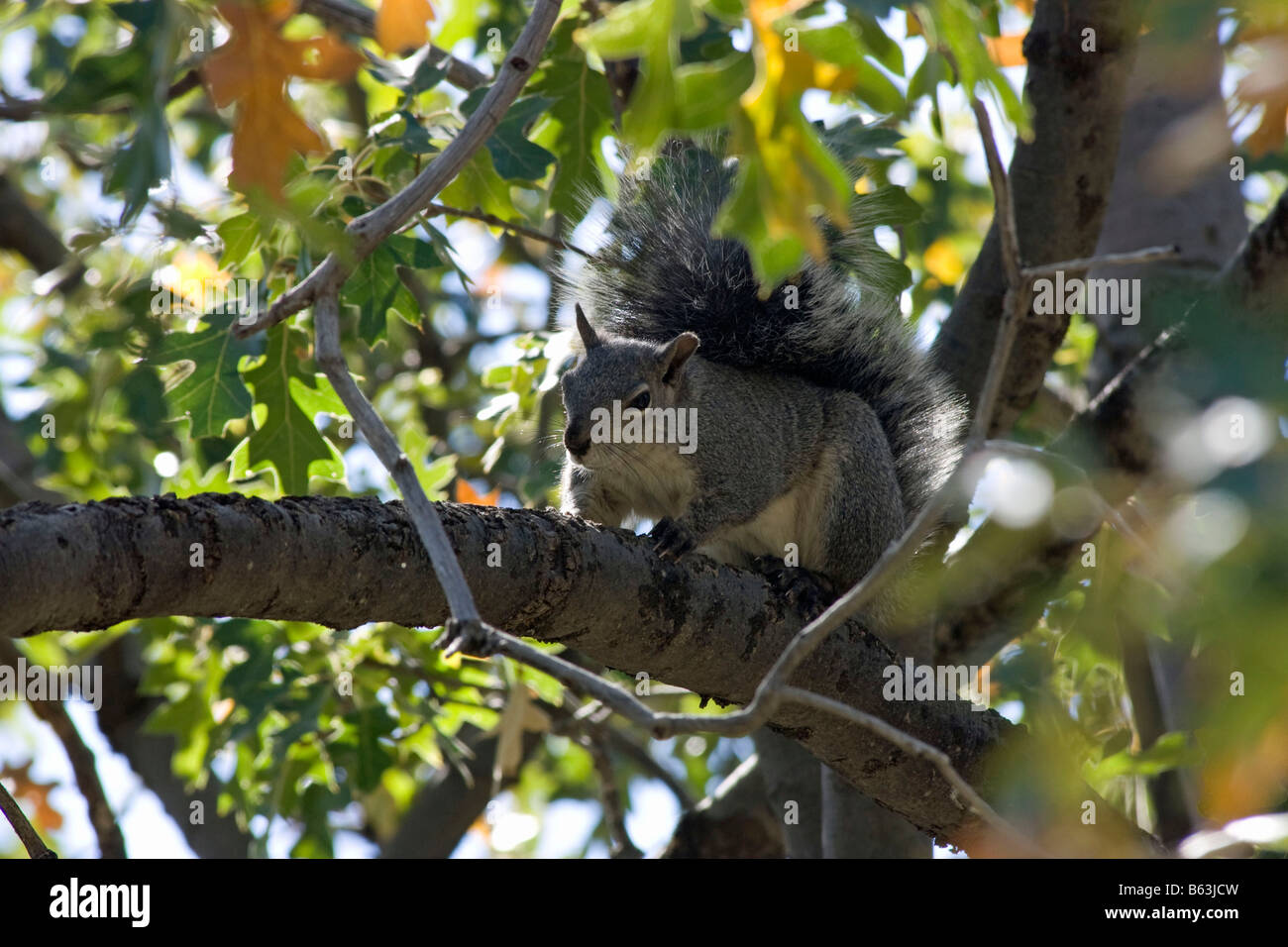 A Gray Squirrel s early morning romp in a California Black Oak Quercus ...