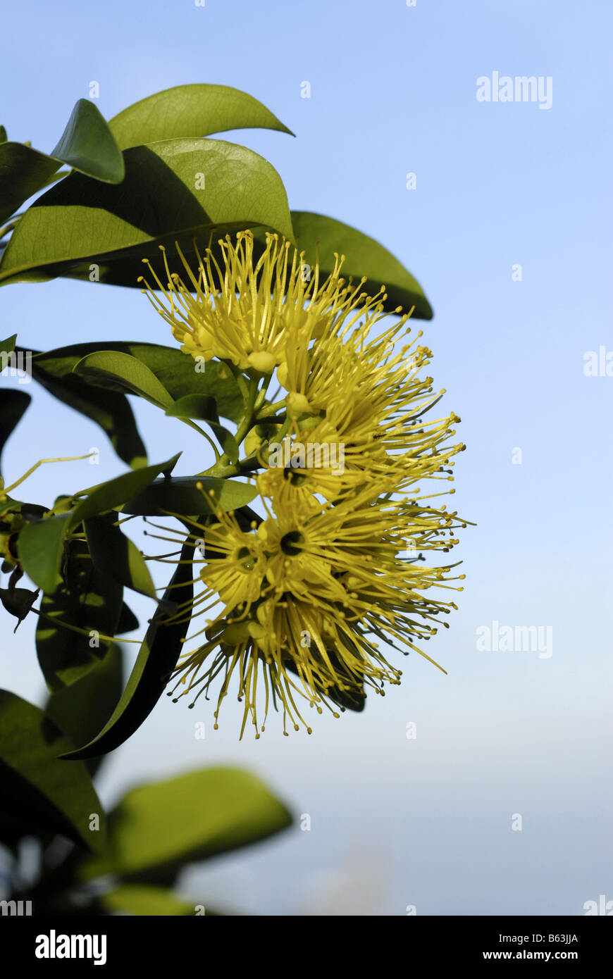A GARDEN FLOWER IN SENTOSA SINGAPORE Stock Photo - Alamy
