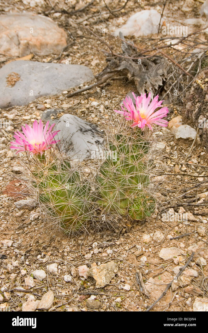 Beehive cactus flowering hi-res stock photography and images - Alamy