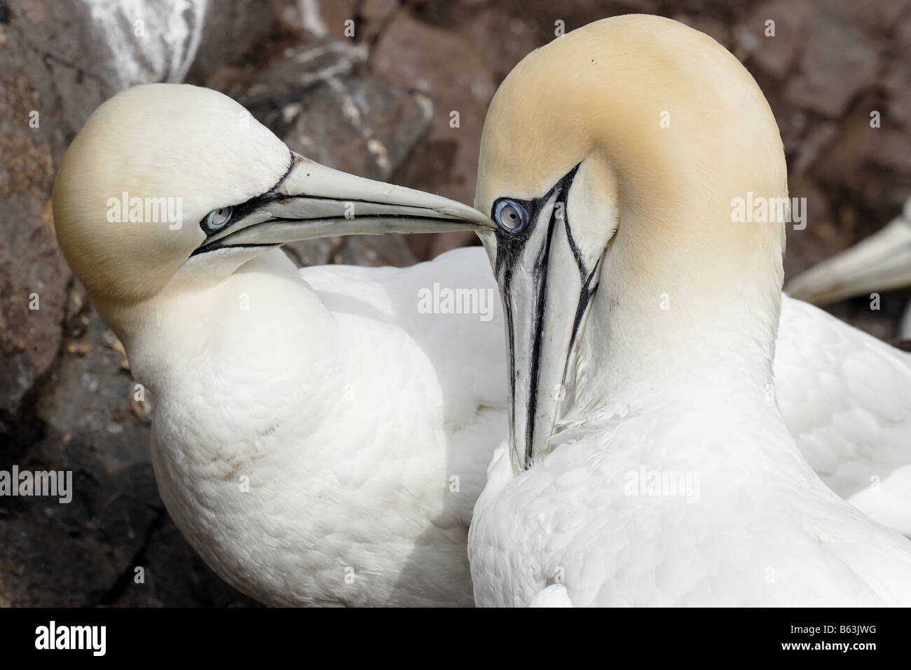 Preening gannet hi-res stock photography and images - Alamy