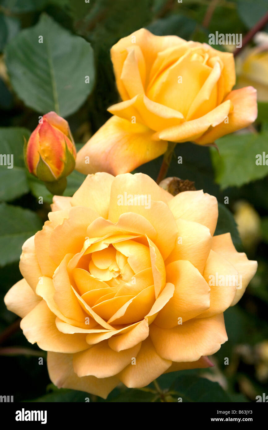Golden Celebration rose, a variety of David Austen roses Stock Photo ...