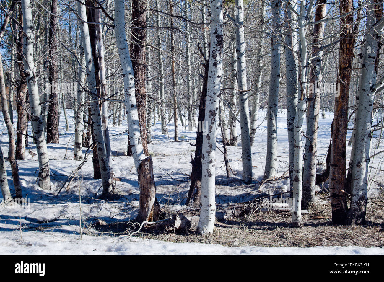 Snow covered field with pine trees Stock Photo - Alamy