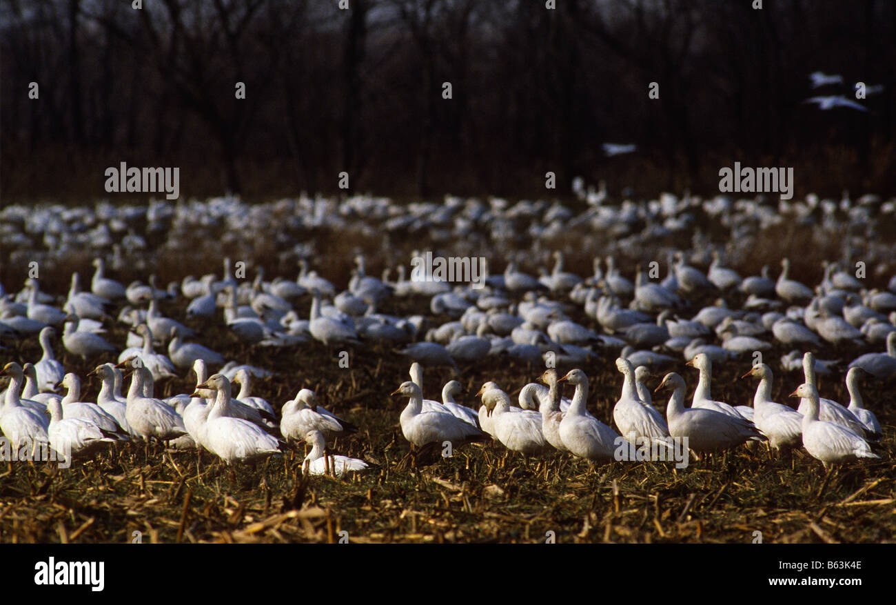 Geese feeding in a field hi-res stock photography and images - Alamy